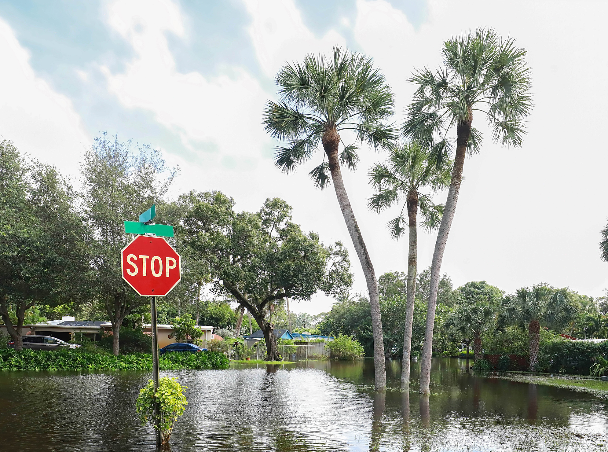 Florida’s flood-resistant trees - Tree Masters